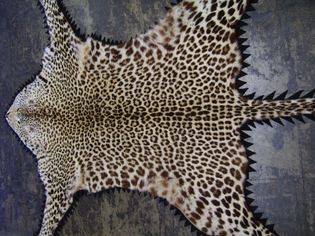 Vintage Flat Head Mount Leopard Skin Rug at 1stDibs