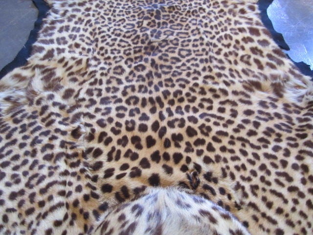 Vintage Leopard skin rug mount at 1stDibs | men in black aliens coffee ...