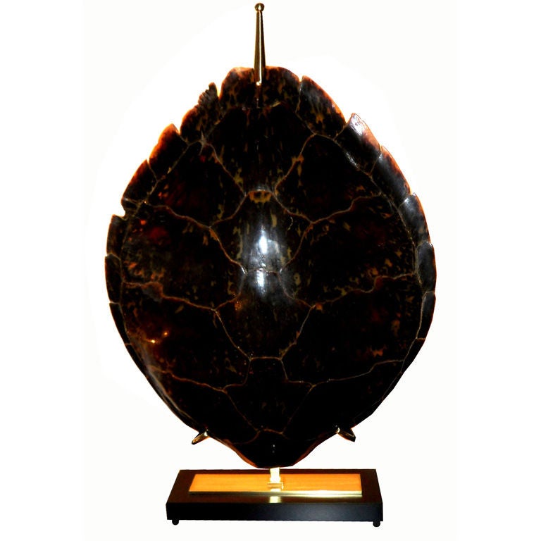 .Maison Jansen Turtle Shell Table Lamp at 1stDibs