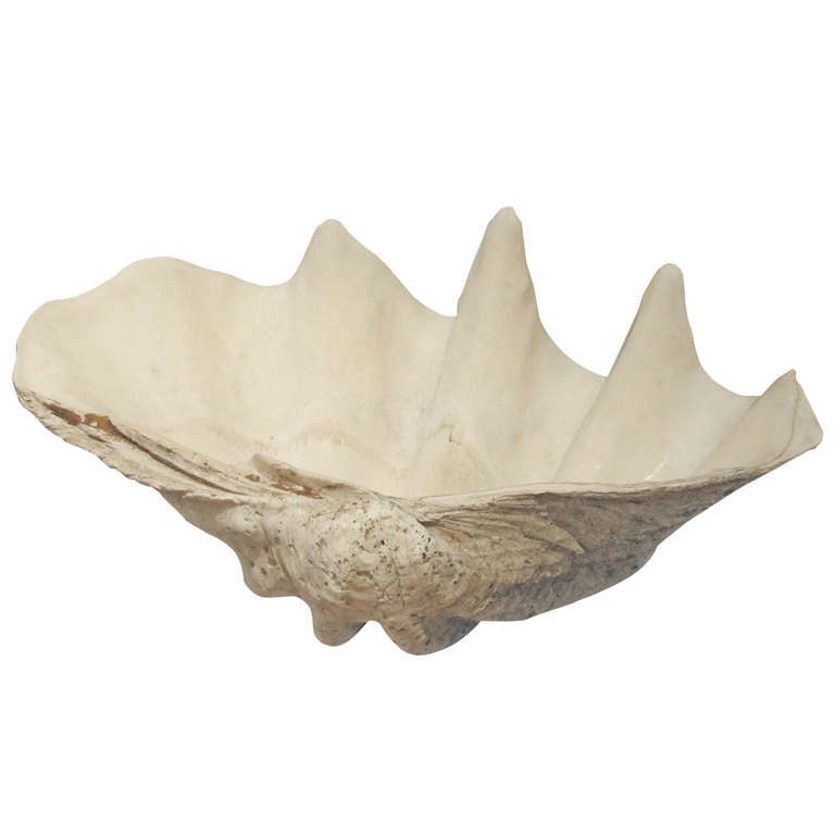 Giant Clam Shell from the Indian Ocean at 1stDibs | porcelain clam ...