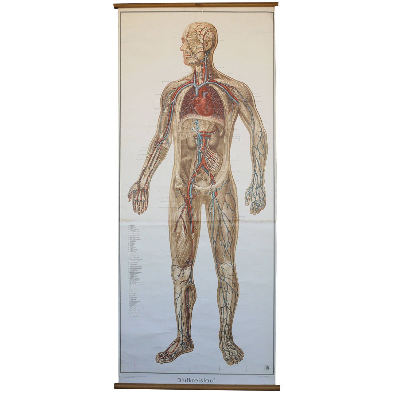 Vintage Lifesize German Anatomical Poster at 1stDibs