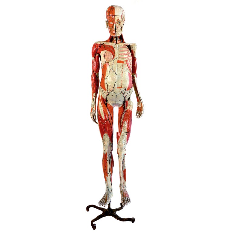 Life Size 1800s Paper Mache Anatomical Model at 1stDibs