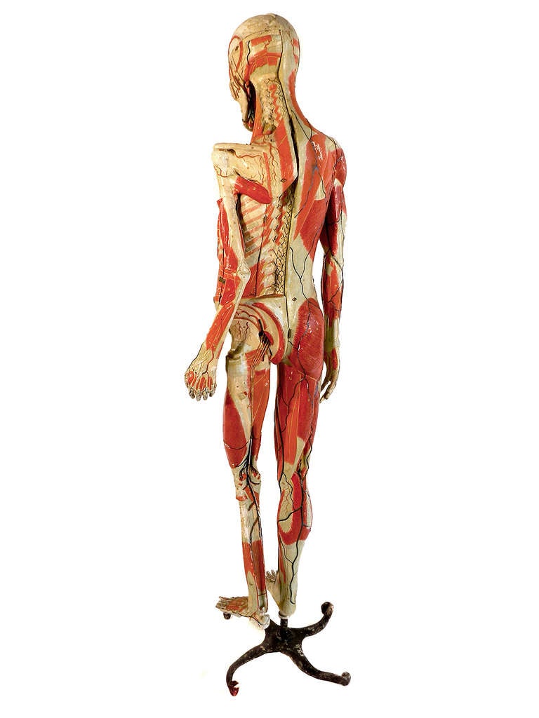 Life Size 1800s Paper Mache Anatomical Model at 1stDibs