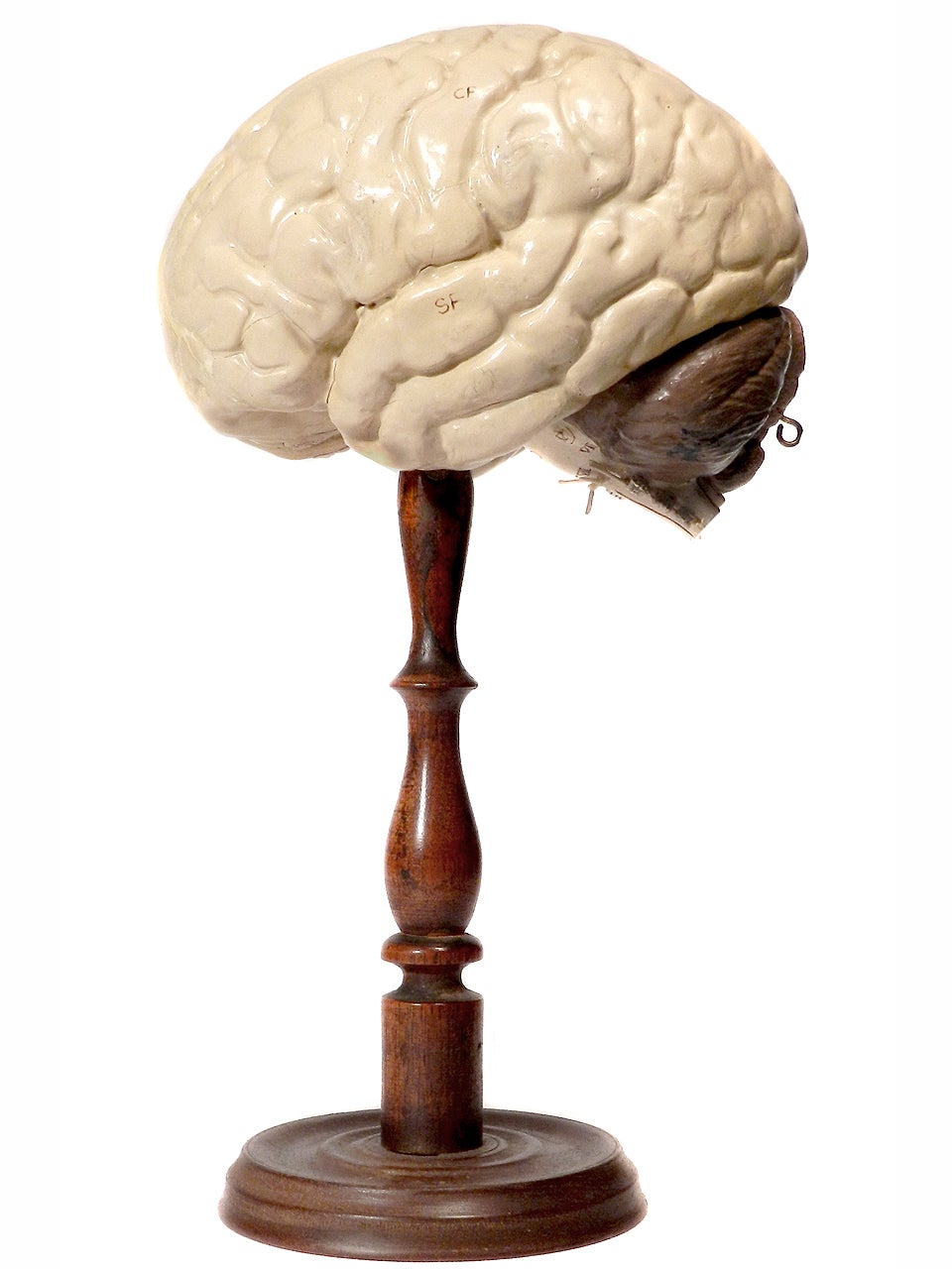 Vintage Brain Model - 5 For Sale on 1stDibs | old brain model, model ...