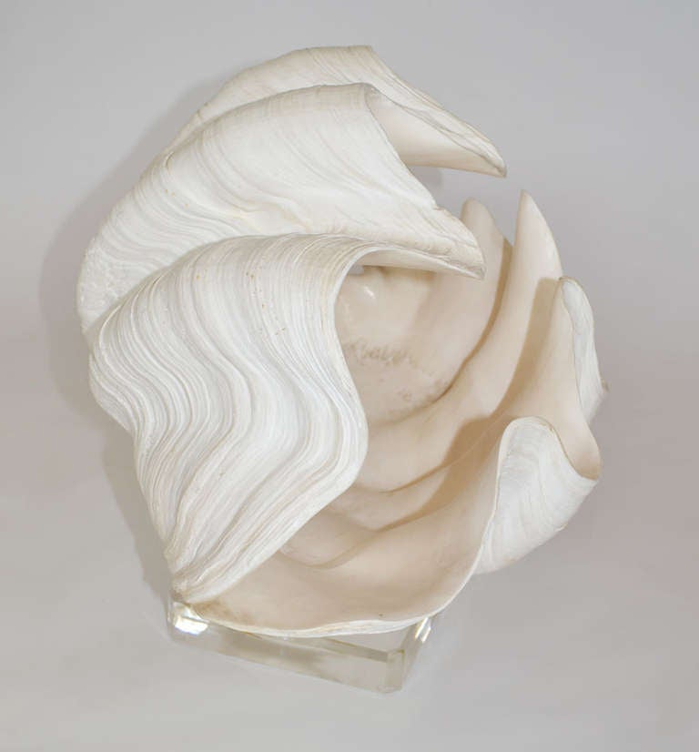 Complete Giant Clam Shell Specimen at 1stDibs
