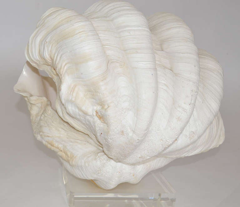 Complete Giant Clam Shell Specimen at 1stDibs