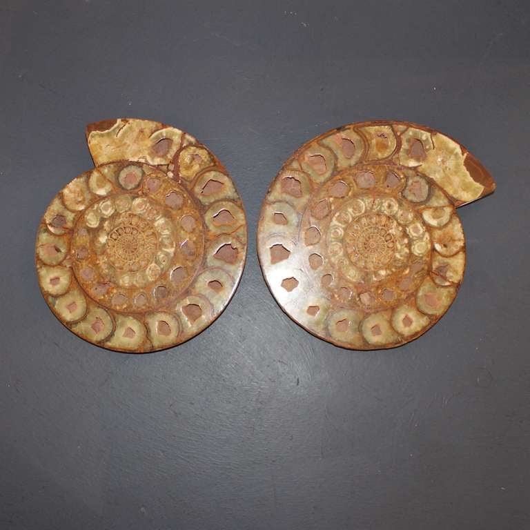 Sliced Fossilized Ammonite at 1stDibs