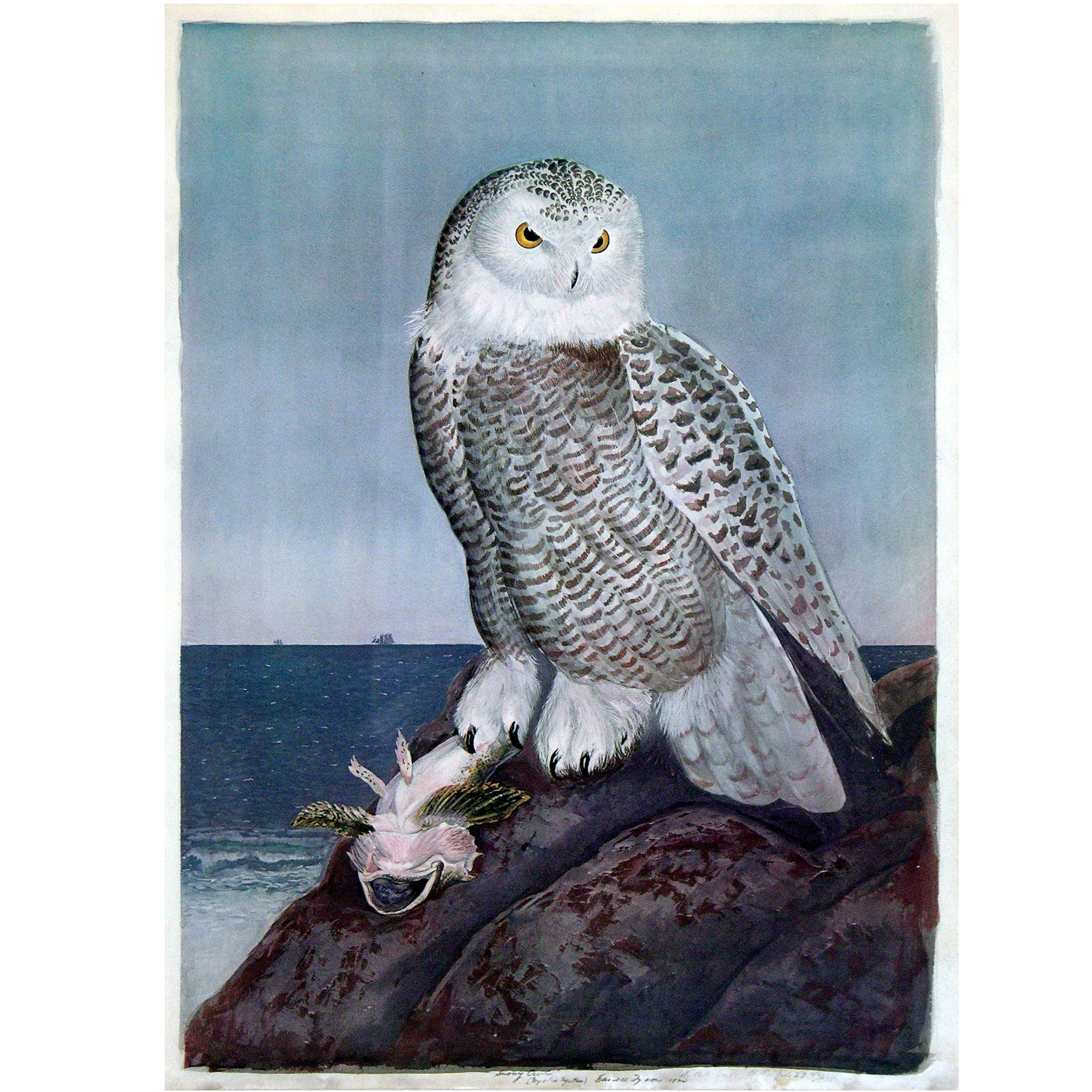 "Snowy Owl" from Carroll Sargent Tyson's Birds of Mount Desert Island ...