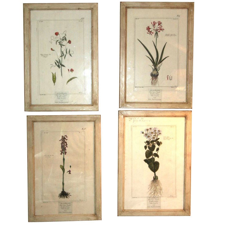 18Th Century Botanical Prints at 1stdibs