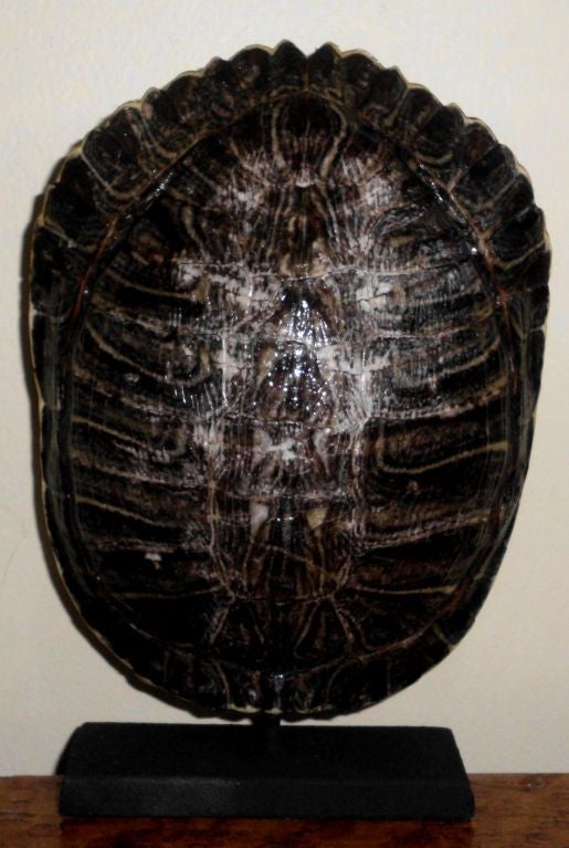 Turtle shell at 1stDibs
