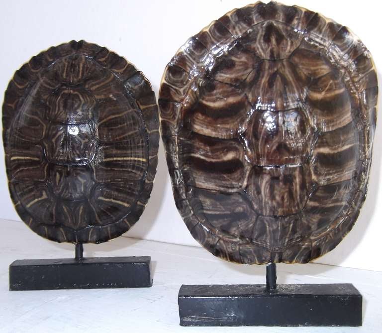 Pair Of Beautiful Turtle Shells at 1stDibs