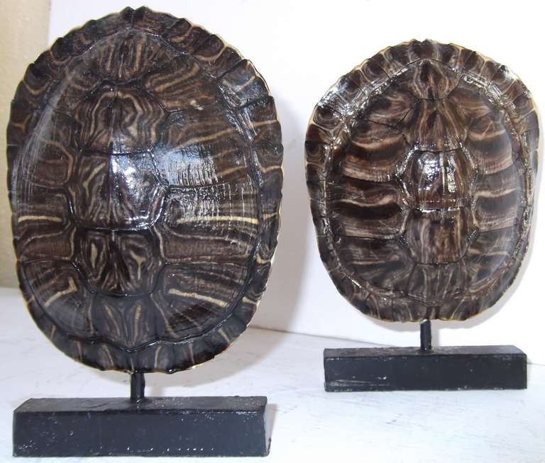 Pair Of Beautiful Turtle Shells at 1stDibs