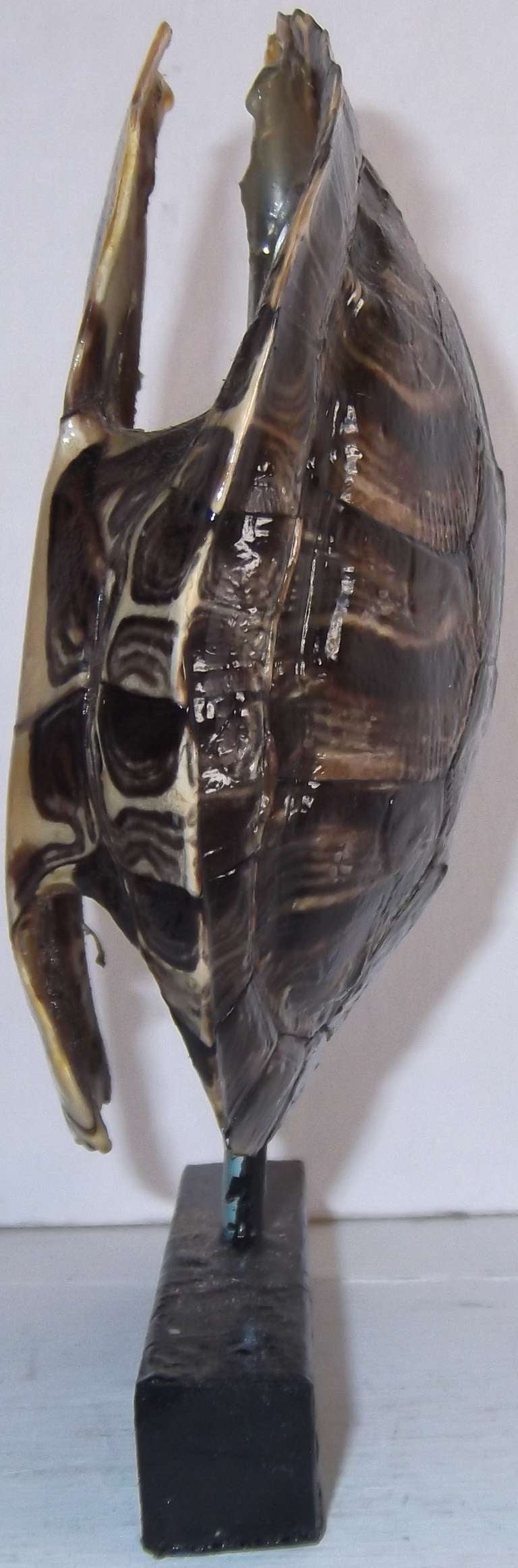 Pair Of Beautiful Turtle Shells at 1stDibs