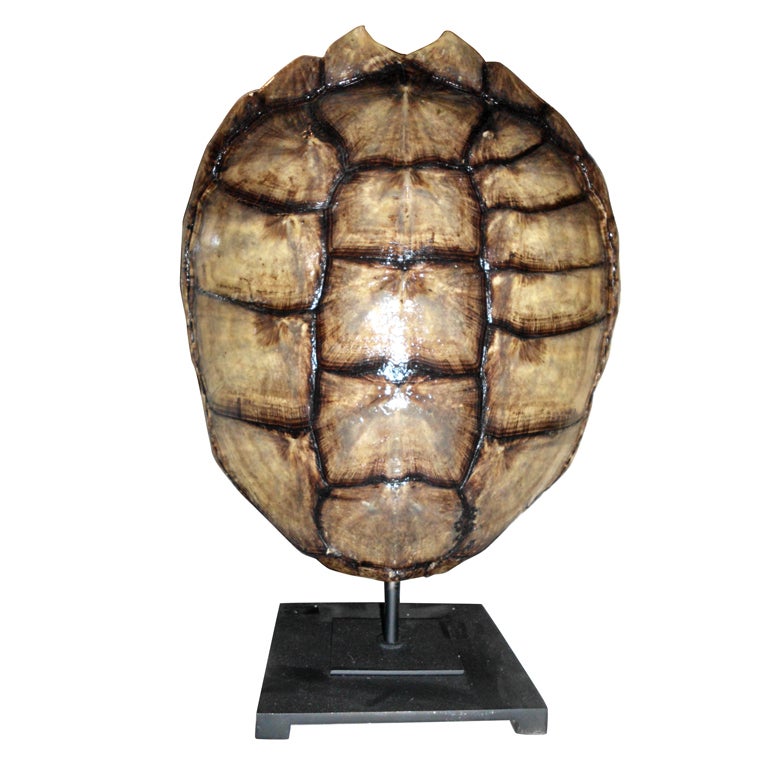 Turtle shell at 1stDibs