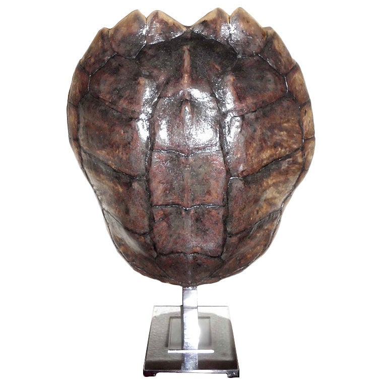 Beautiful turtle shell at 1stDibs