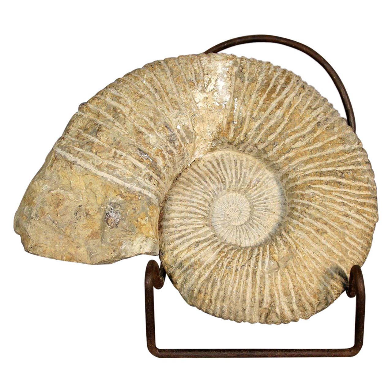 Ammonite Fossil on Stand For Sale at 1stDibs | fossil stand, ammonite ...
