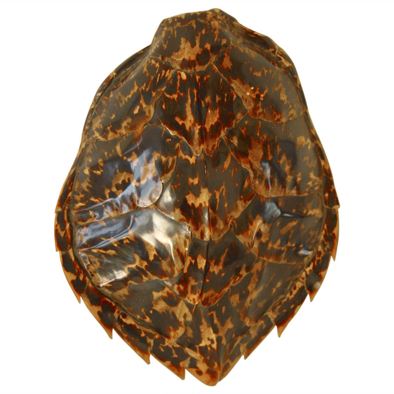 Antique Tortoise Shell at 1stDibs