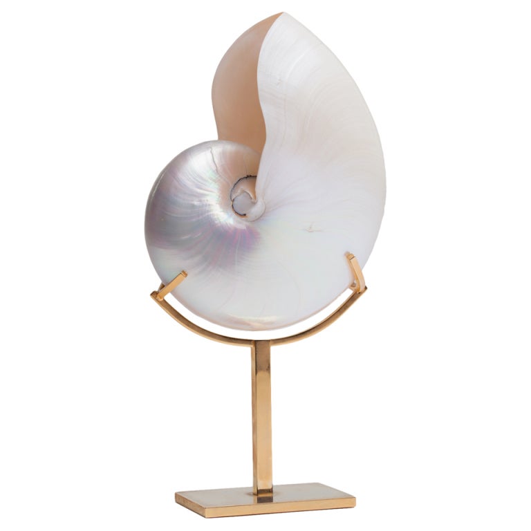 Large Nautilus Shell On Brass Stand at 1stDibs | nautilus shell on ...
