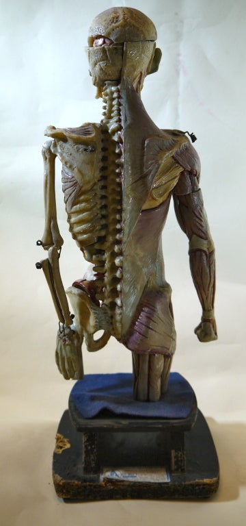 Miniature Human Body Model Anatomy Practice at 1stDibs