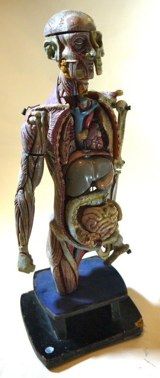Miniature Human Body Model Anatomy Practice at 1stDibs