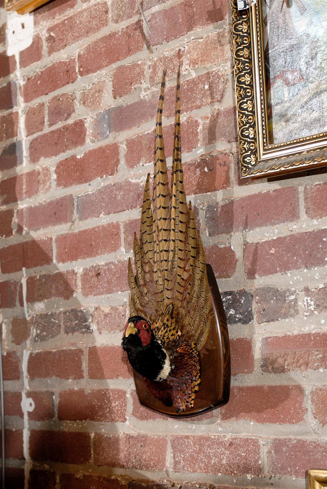 Plaque Mounted Taxidermy Pheasant at 1stDibs