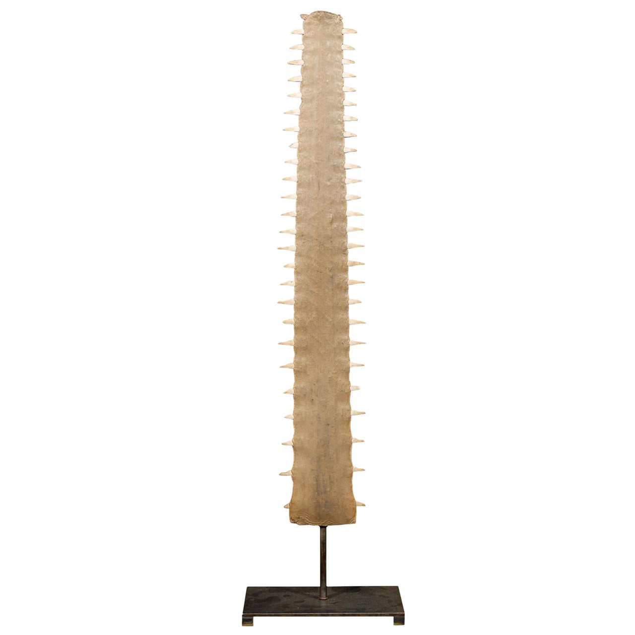 Mounted 19th Century Sawfish Rostrum at 1stDibs