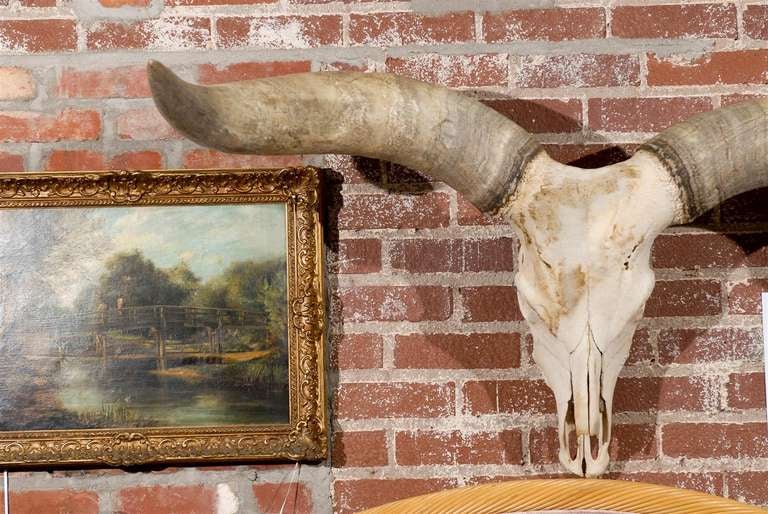 Large Watusi Skull and Horns with 51" Spread at 1stDibs | watusi skull ...