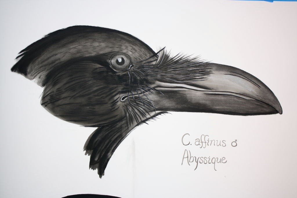 Four Species of Crow Ink + Charcoal Scientific Illustration Art at 1stDibs
