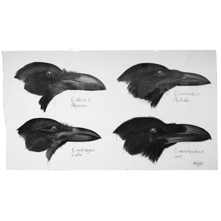 Four Species of Crow Ink + Charcoal Scientific Illustration Art at 1stDibs