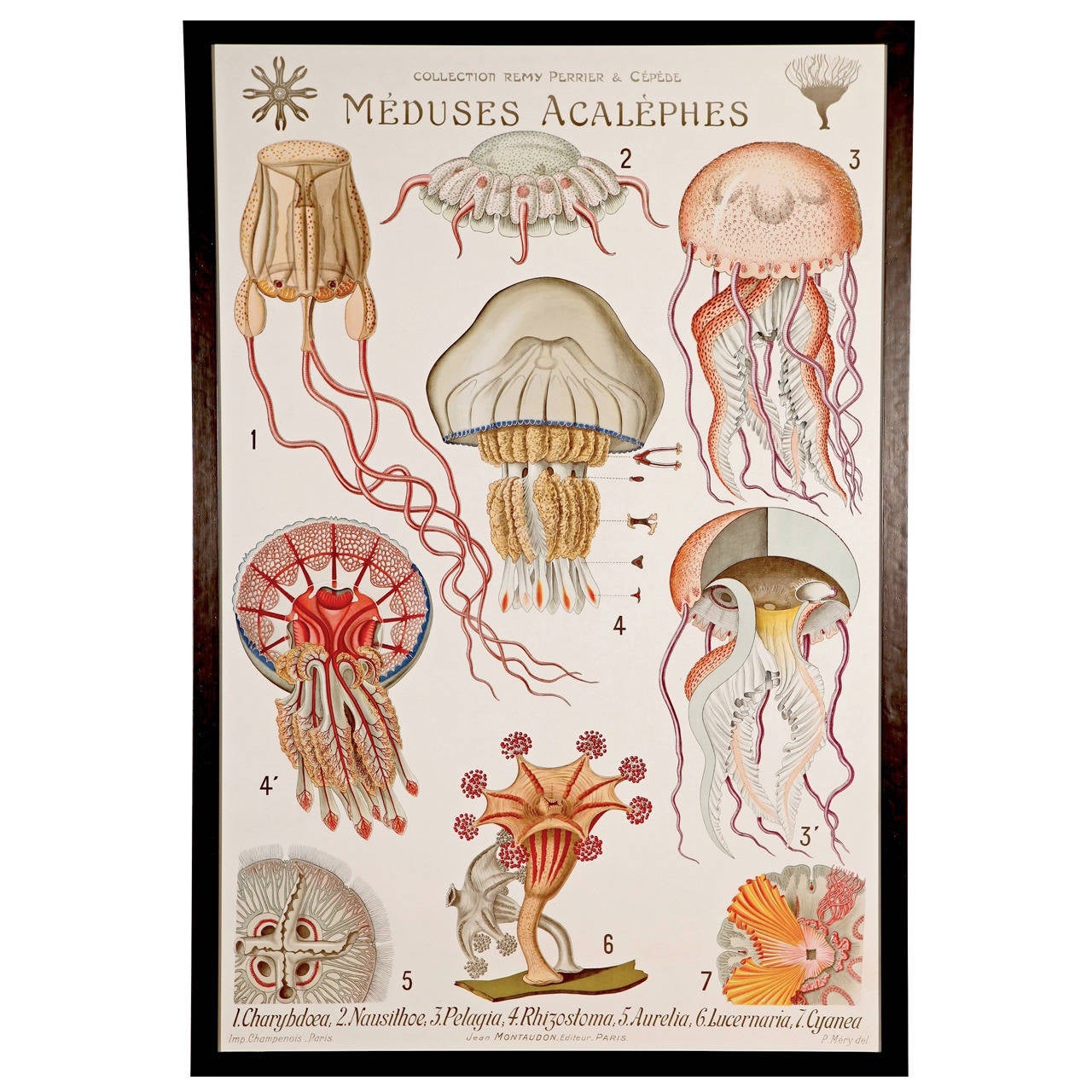 Rare French Teaching Jellyfish Poster, circa 1910 at 1stDibs