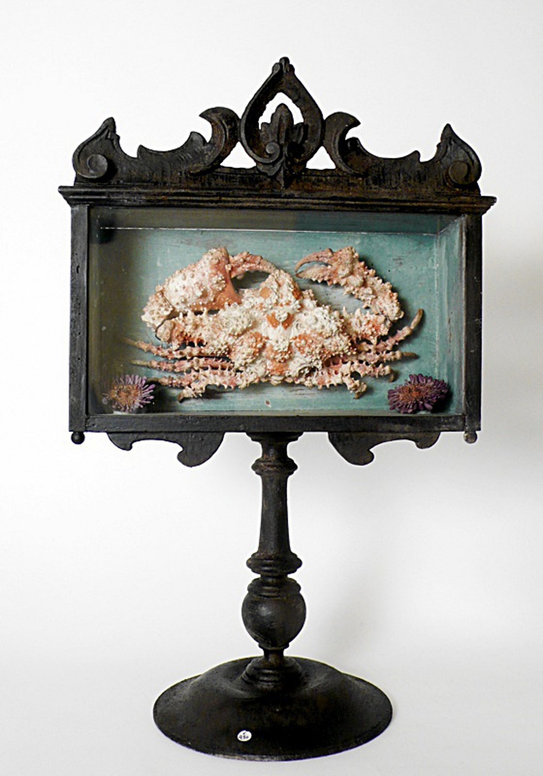 A Rare Marine Natural Specimen Of A Crab. at 1stDibs