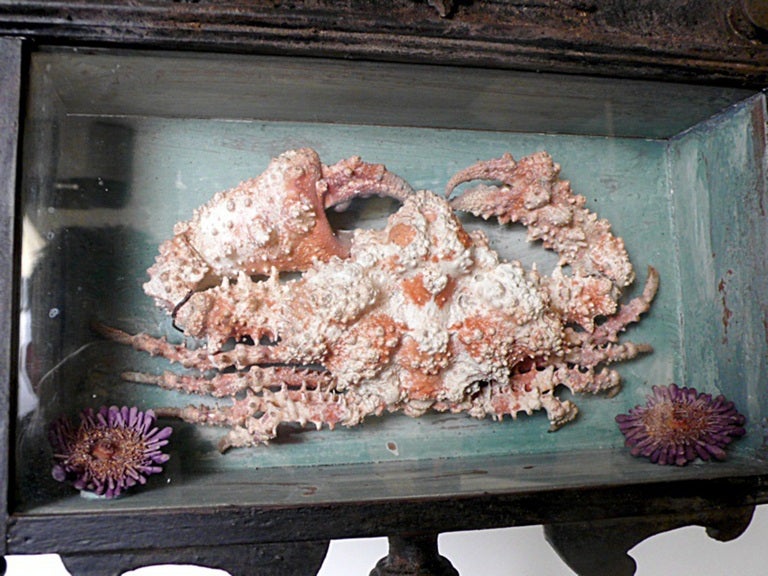 A Rare Marine Natural Specimen Of A Crab. at 1stDibs