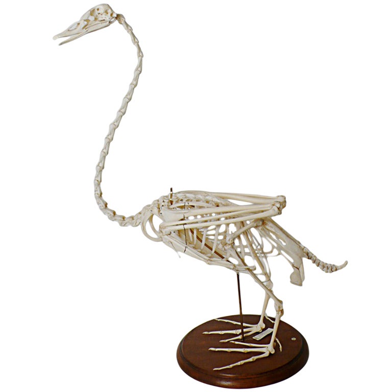 A Rare Natural Specimen, The Black Swan. at 1stDibs