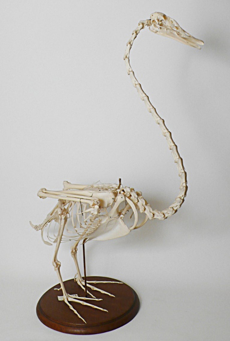 A Rare Natural Specimen, The Black Swan. at 1stDibs