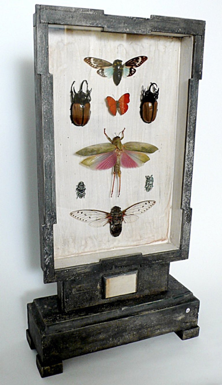 A Rare Natural Specimen: A Collection of Insects in a Pair of Wooden ...