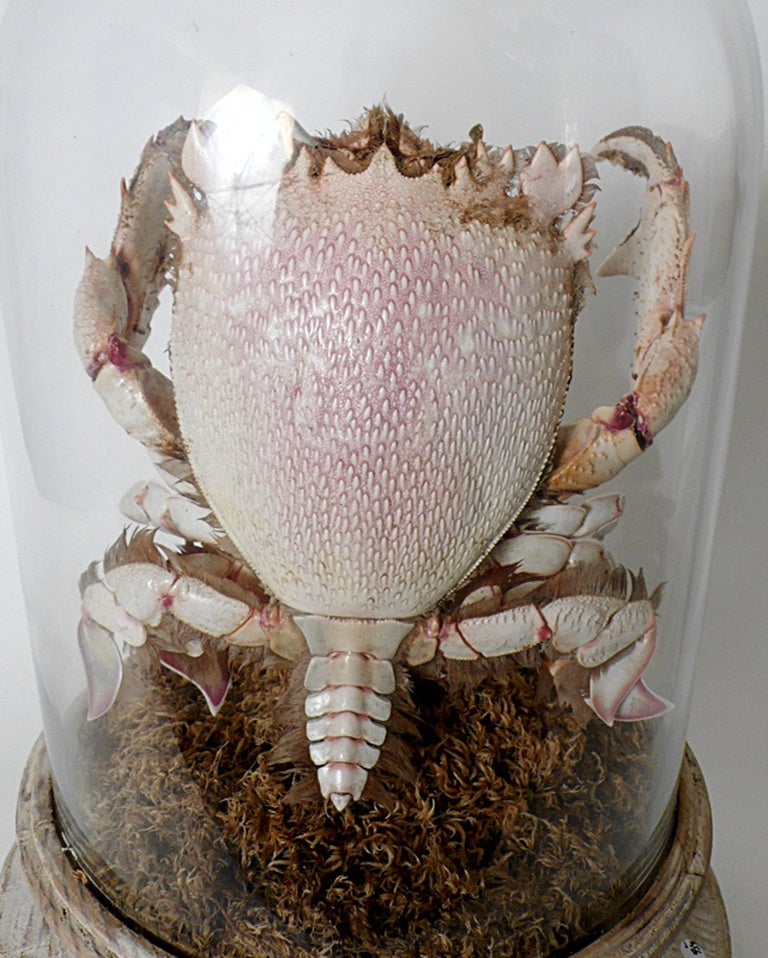 Rare Marine Specimen: The Spanner Crab Ranina Ranina and the Crab ...