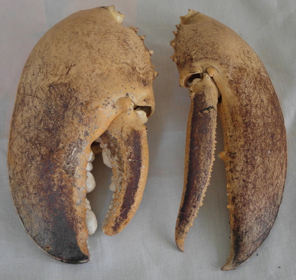 Very Large Lobster Claws at 1stDibs
