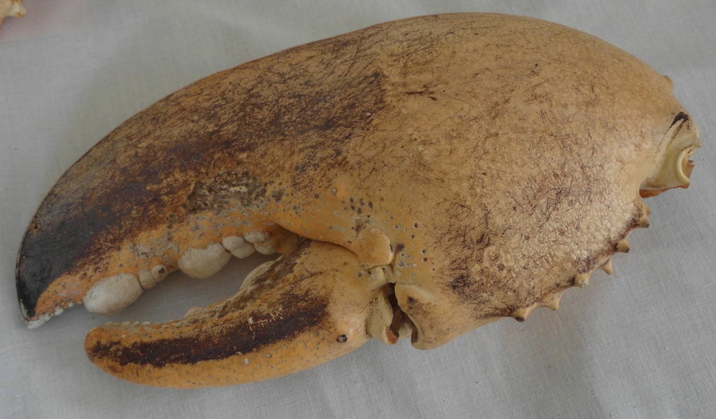Very Large Lobster Claws at 1stDibs