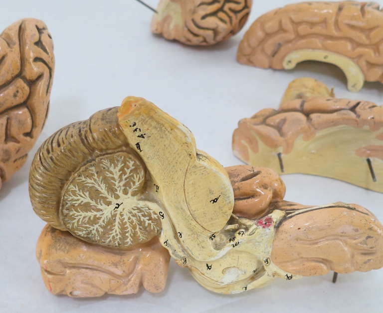 Plaster Human Brain Model at 1stDibs