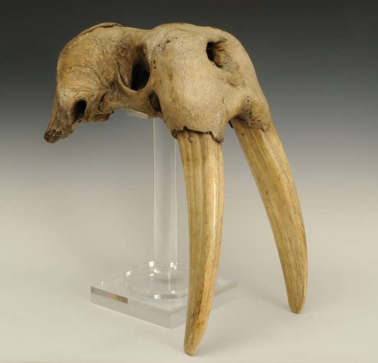Walrus Skeleton