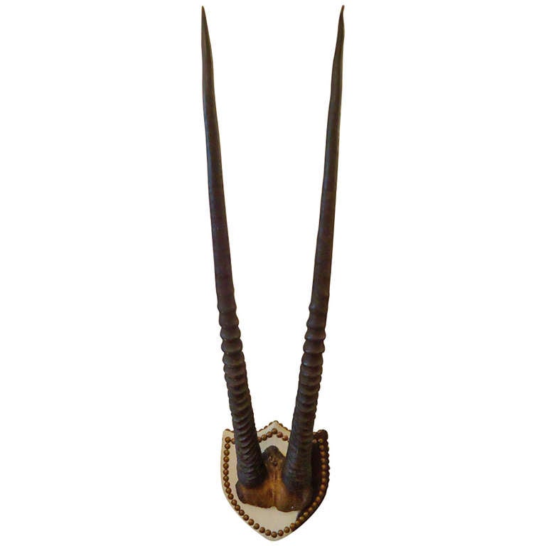 Gemsbok Antlers on Hide Upholstered Shield at 1stDibs