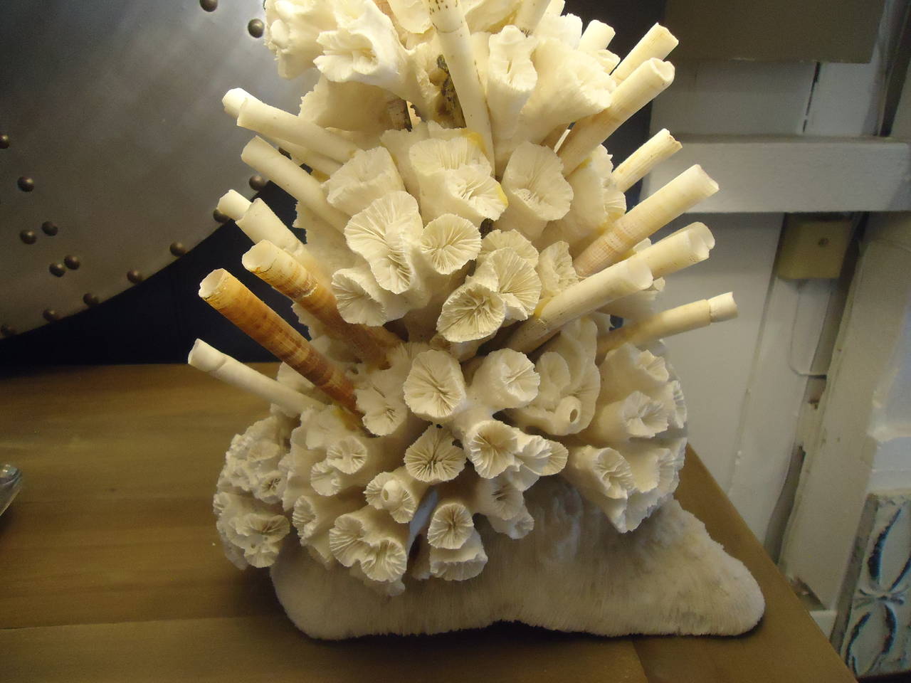 Strikingly Beautiful Coral Lamp at 1stDibs