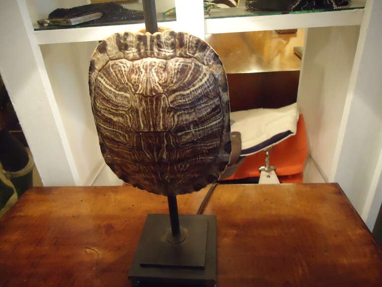 Pair of Chic Custom Turtle Shell Lamps at 1stDibs