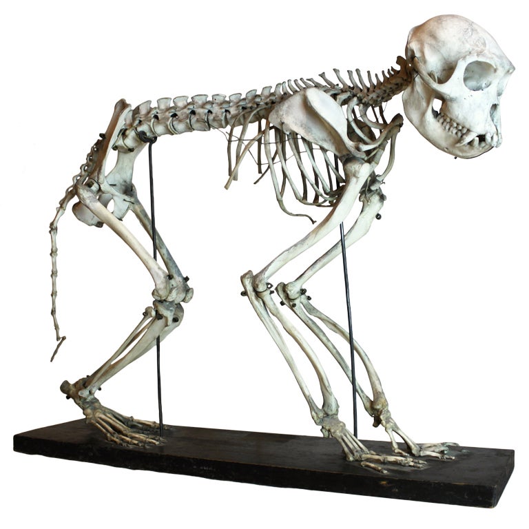 Monkey Skeleton For Sale at 1stDibs