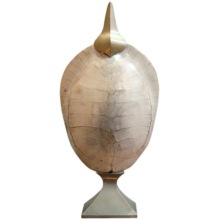 Early 19th Century Albino Tortoise Shell of a Loggerhead Turtle For ...