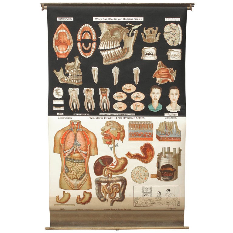 Medical Body Parts Chart by Denoyer-Geppert, 1940s at 1stDibs | medical ...