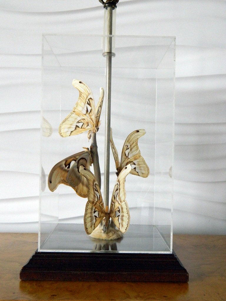 Moth Collector's Lamp For Sale at 1stDibs | moth lamp, moth and lamp ...