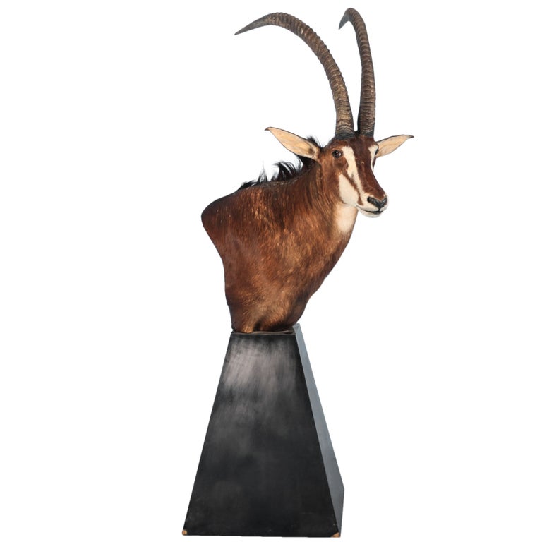 Large Taxidermy Shoulder Mount Sable on a Pedestal at 1stDibs