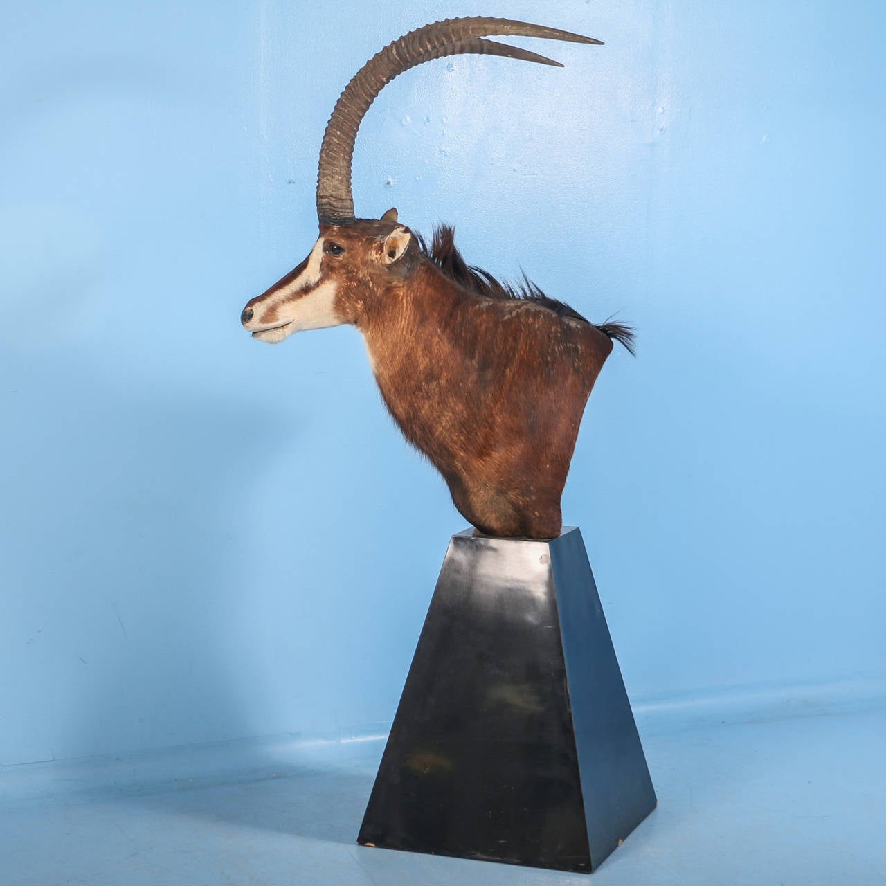Large Taxidermy Shoulder Mount Sable on a Pedestal at 1stDibs