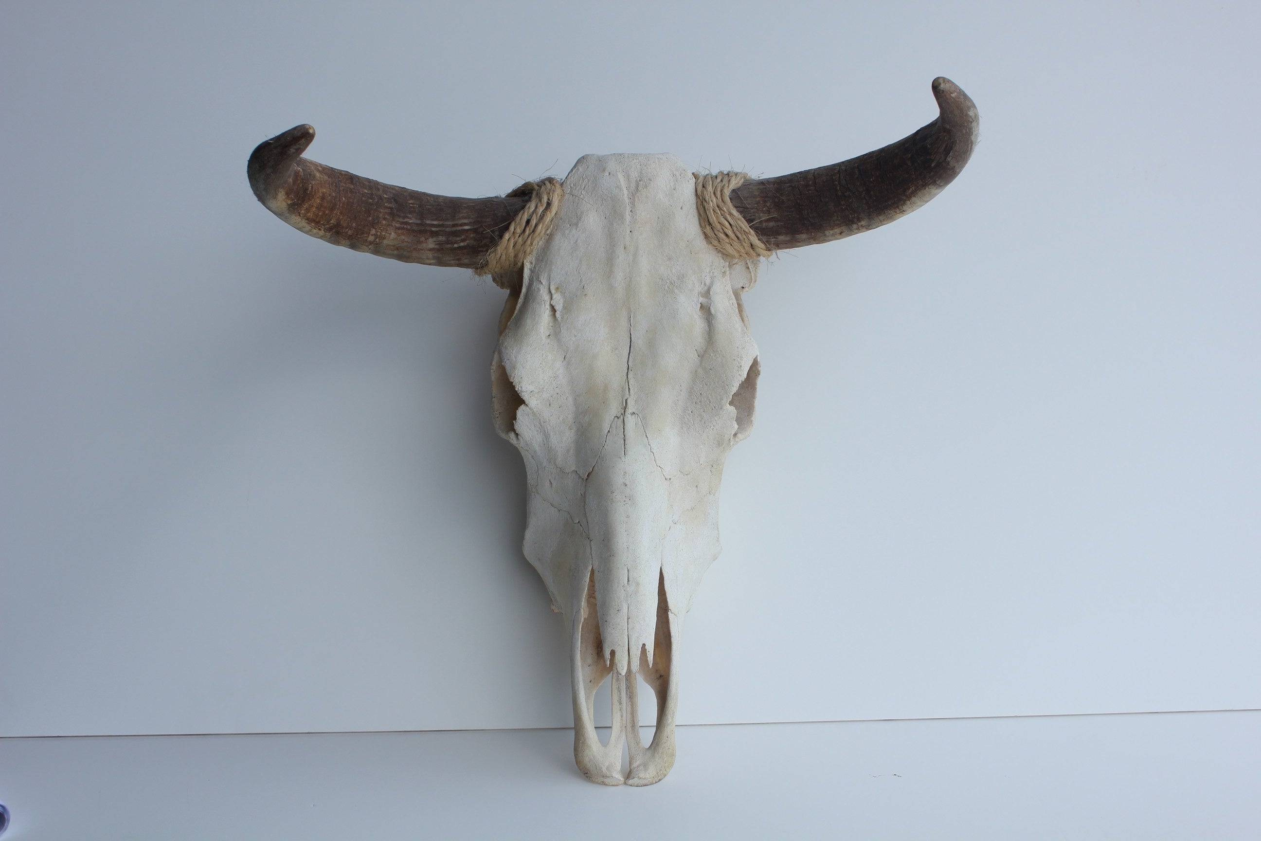 Large Vintage Bull Cow Head Skull at 1stDibs | bull head skull, cattle ...